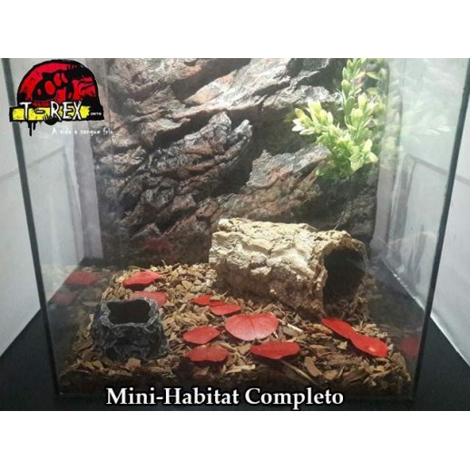 Peixe Oscar Red Ruby Albino- Comprar Peixes Online