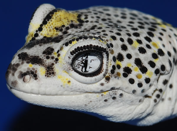 Leopard Gecko | Guia | Trexpets