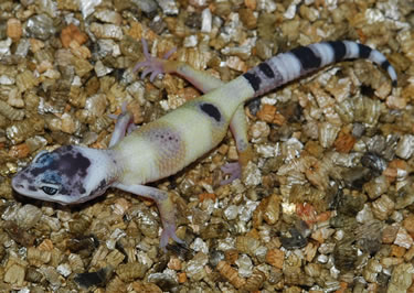 Leopard Gecko | Guia | Trexpets