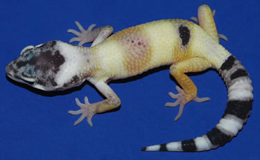 Leopard Gecko | Guia | Trexpets