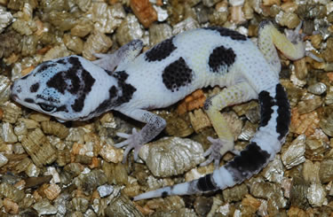 Leopard Gecko | Guia | Trexpets